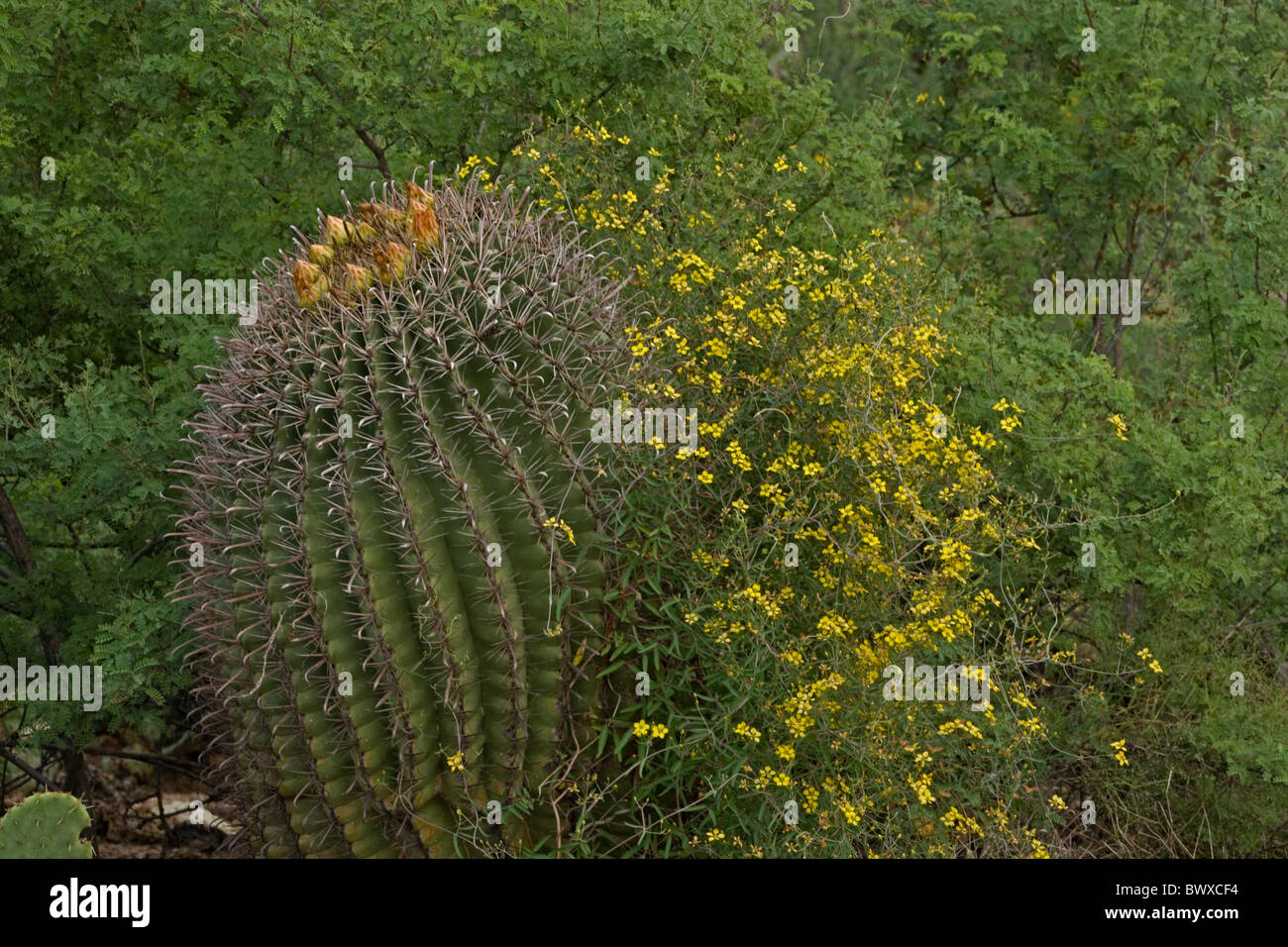 Desert Vine (Janusia gracilis) with Fishhook Barrel Cactus (Ferocactus ...