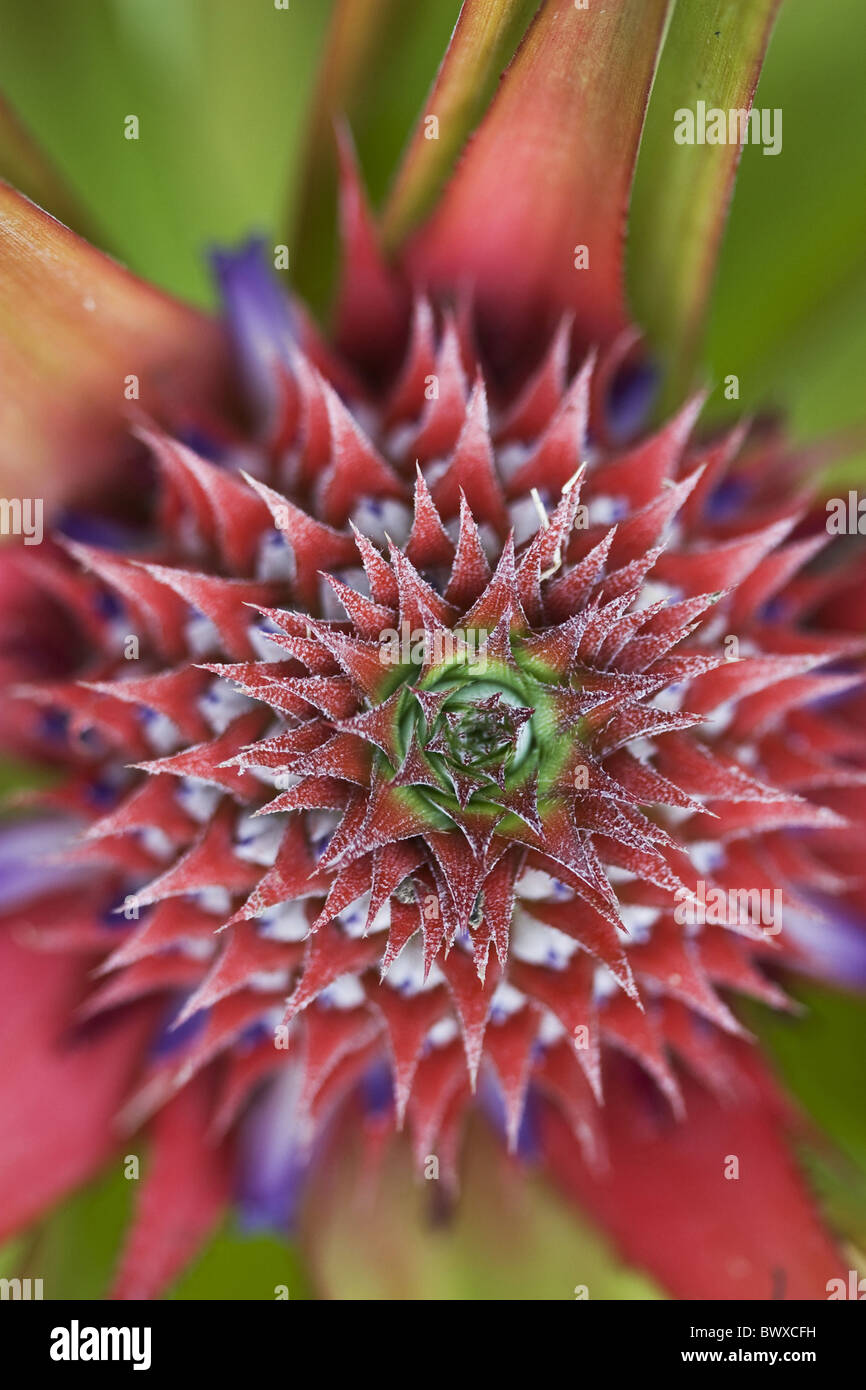 Bromeliads blooms hi-res stock photography and images - Alamy