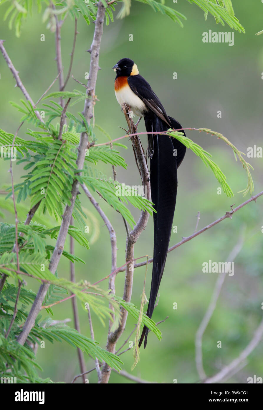 Eastern Paradise Whydah (Vidua paradisaea) adult male, in breeding ...
