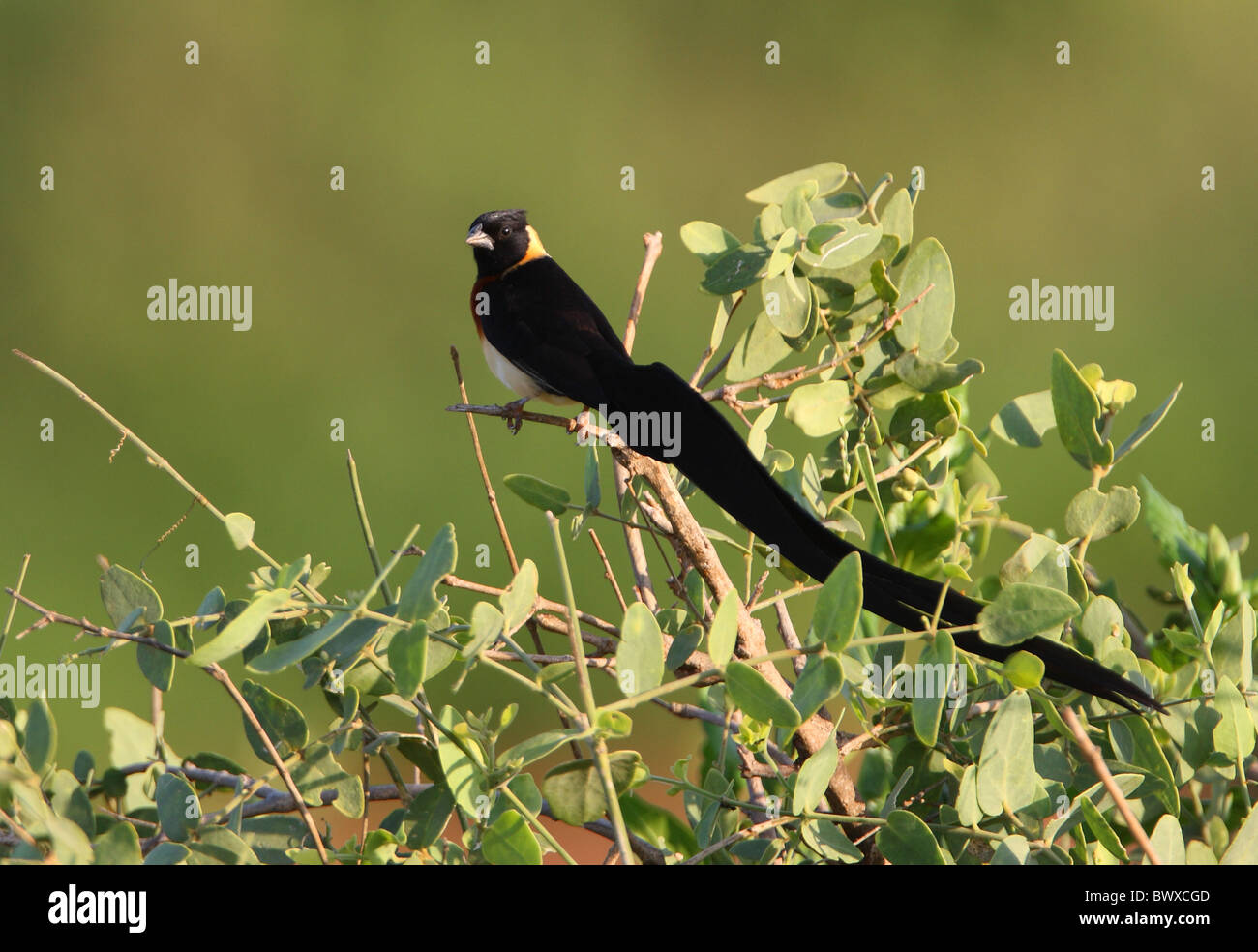 Eastern Paradise Whydah (Vidua paradisaea) adult male, in breeding ...