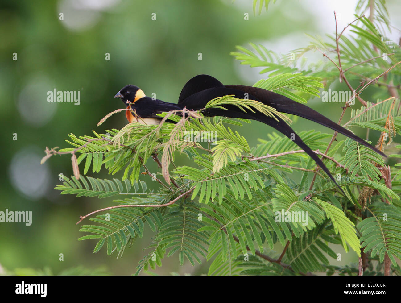 Eastern Paradise Whydah (Vidua paradisaea) adult male, in breeding ...