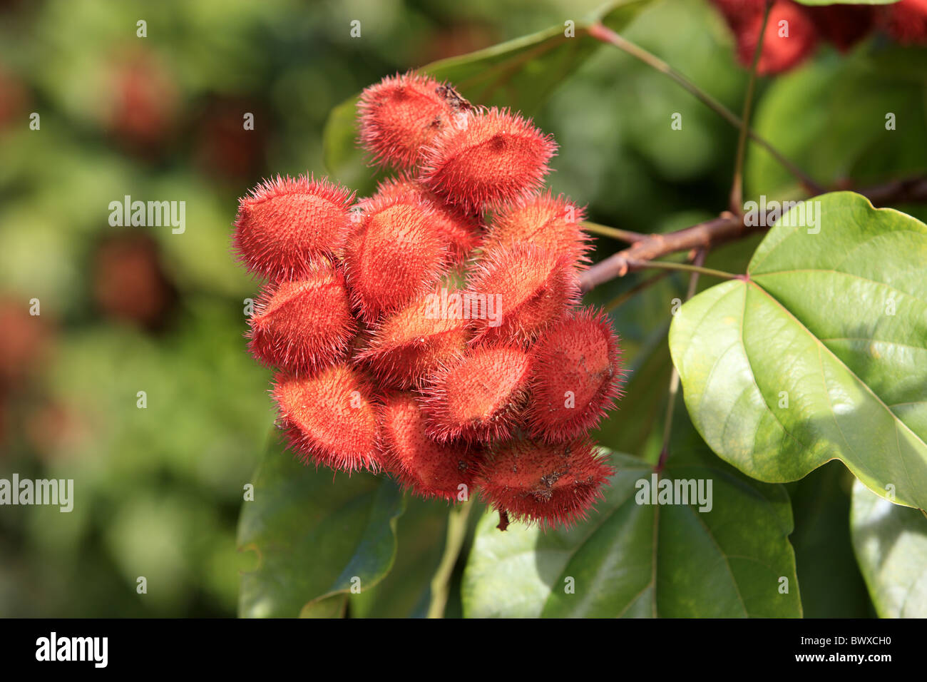 Frucht - fruit plant plants tree trees shrub shrubs bixaceae "south ...