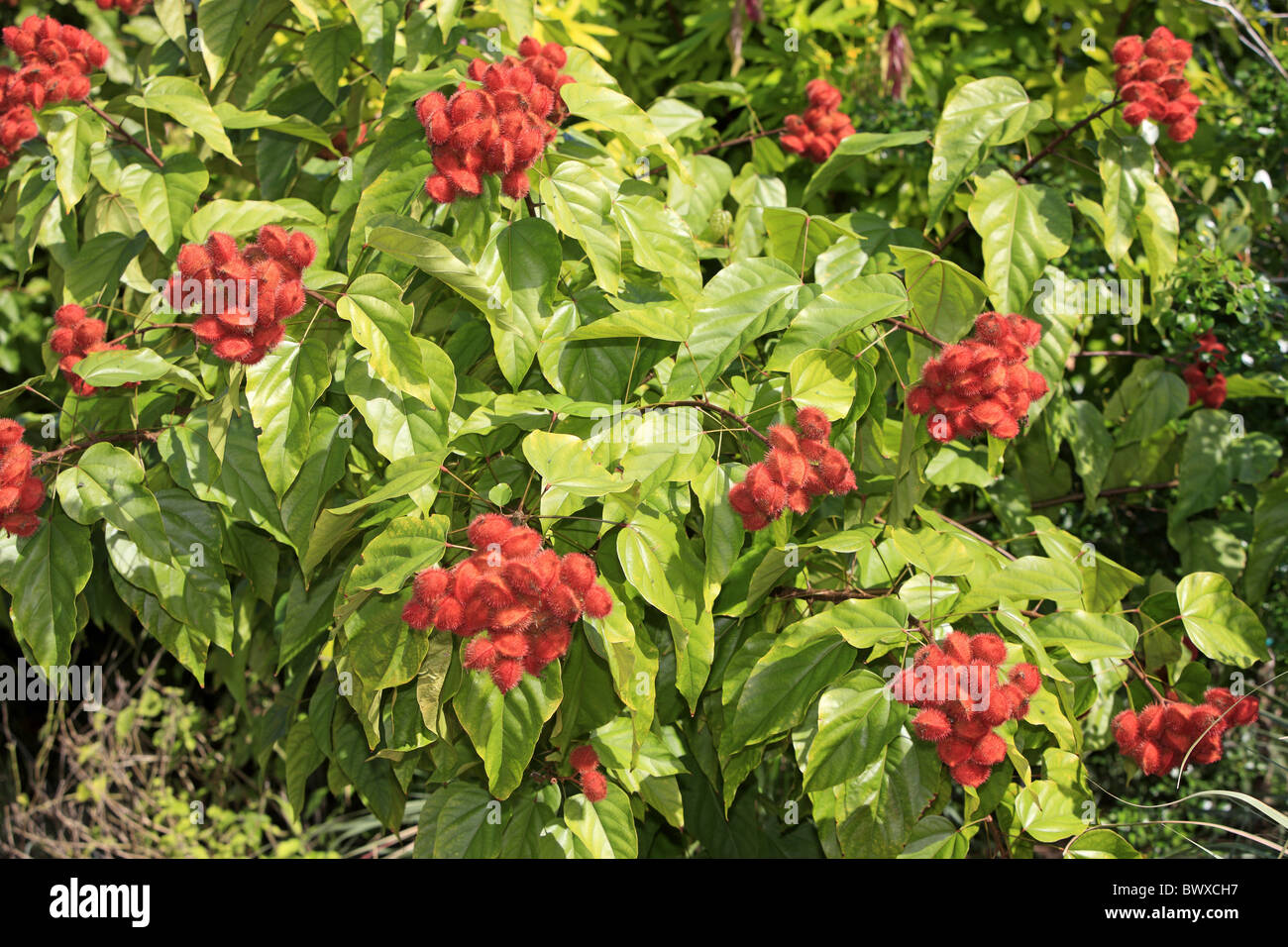 Frucht - fruit plant plants tree trees shrub shrubs bixaceae "south ...