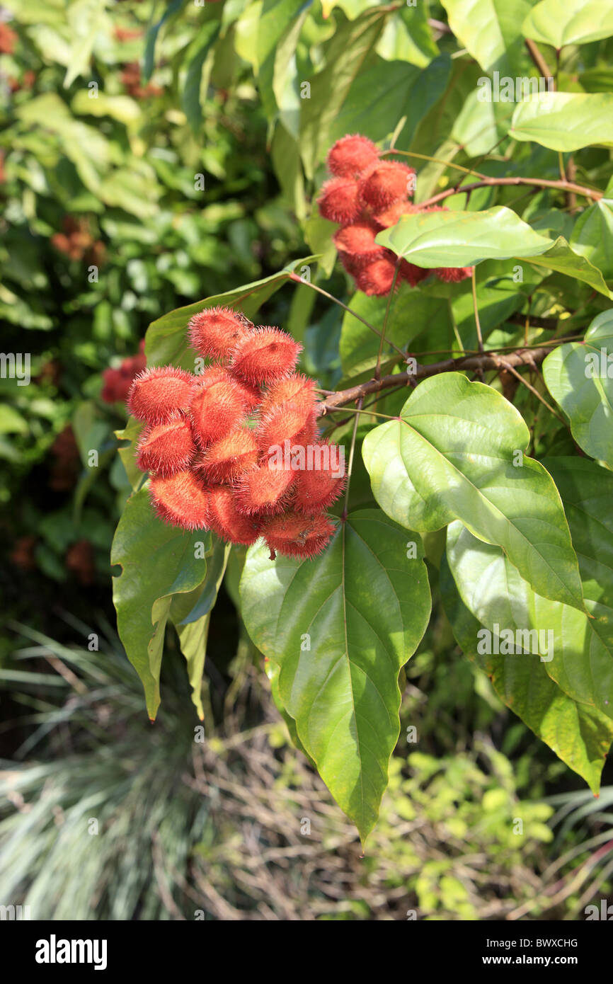 Frucht - fruit plant plants tree trees shrub shrubs bixaceae "south ...