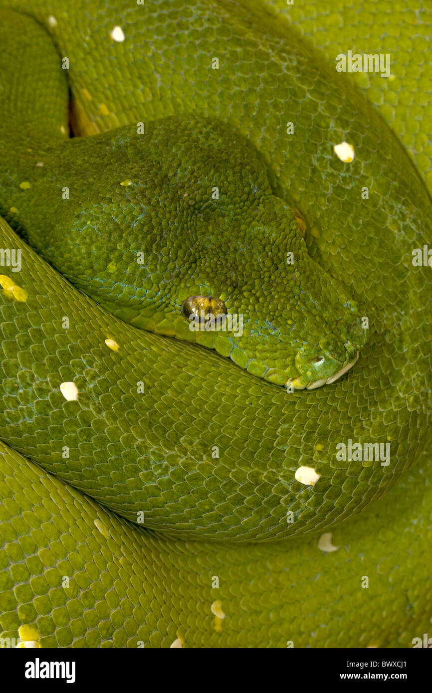 New guinea reptile reptiles hi-res stock photography and images - Alamy