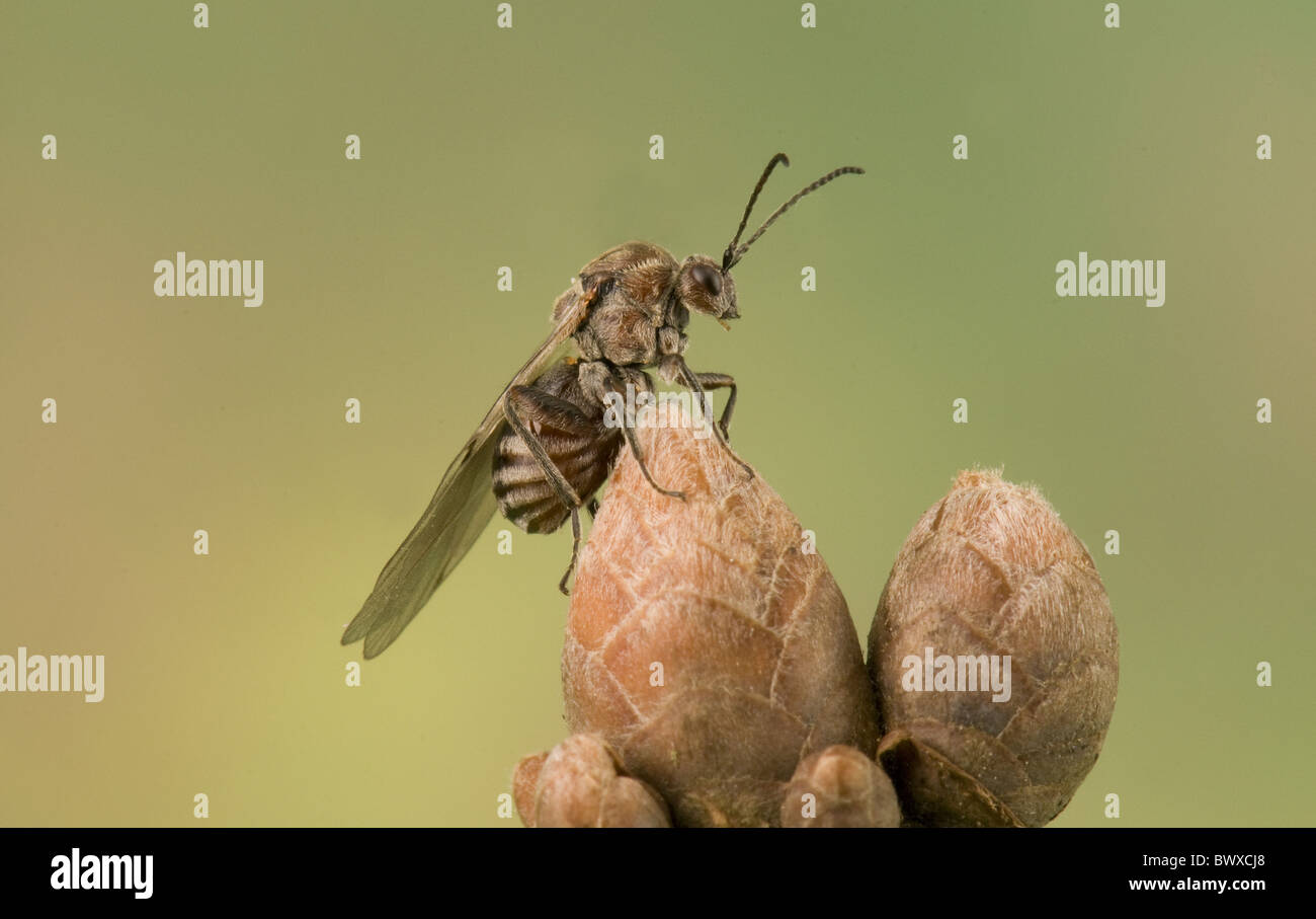 animal animals insect insects invertebrate invertebrates gall galls ...