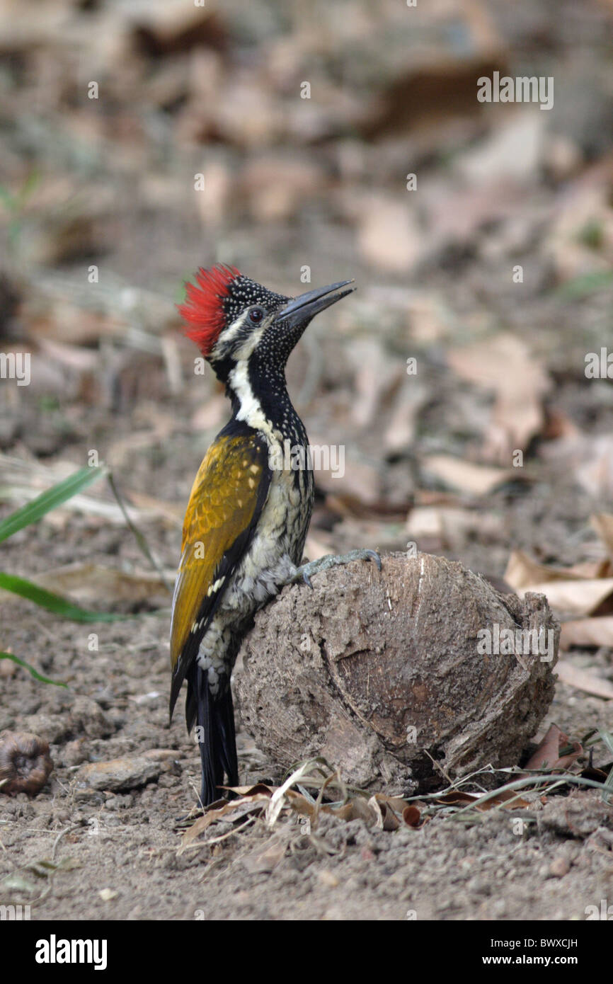 Woodpeckers of india hi-res stock photography and images - Alamy