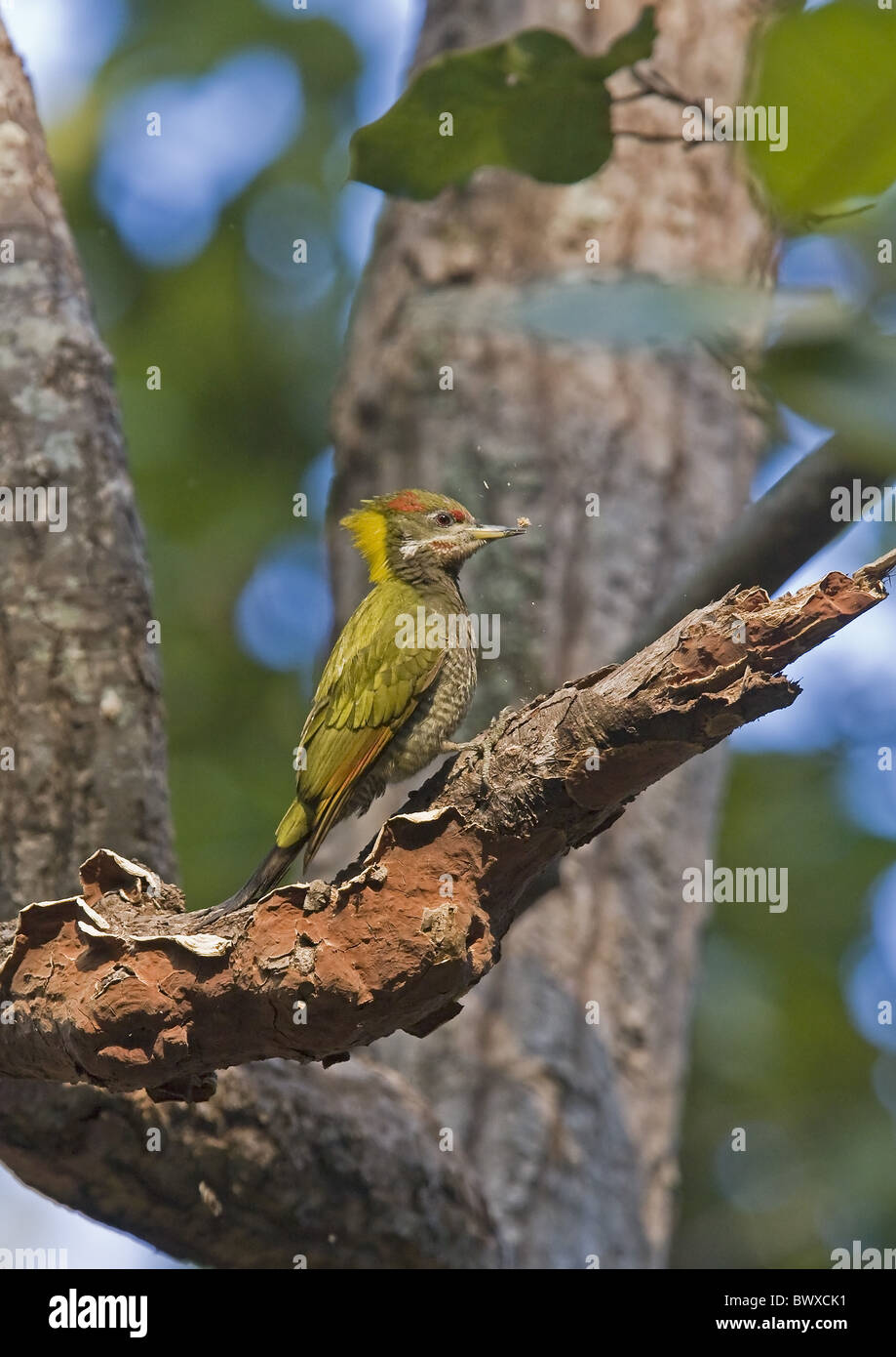 Chlorolophus hi-res stock photography and images - Alamy