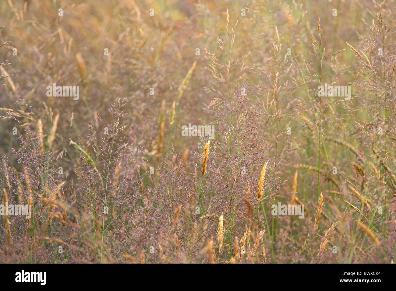 Grasses mixed species with seedheads growing Stock Photo - Alamy