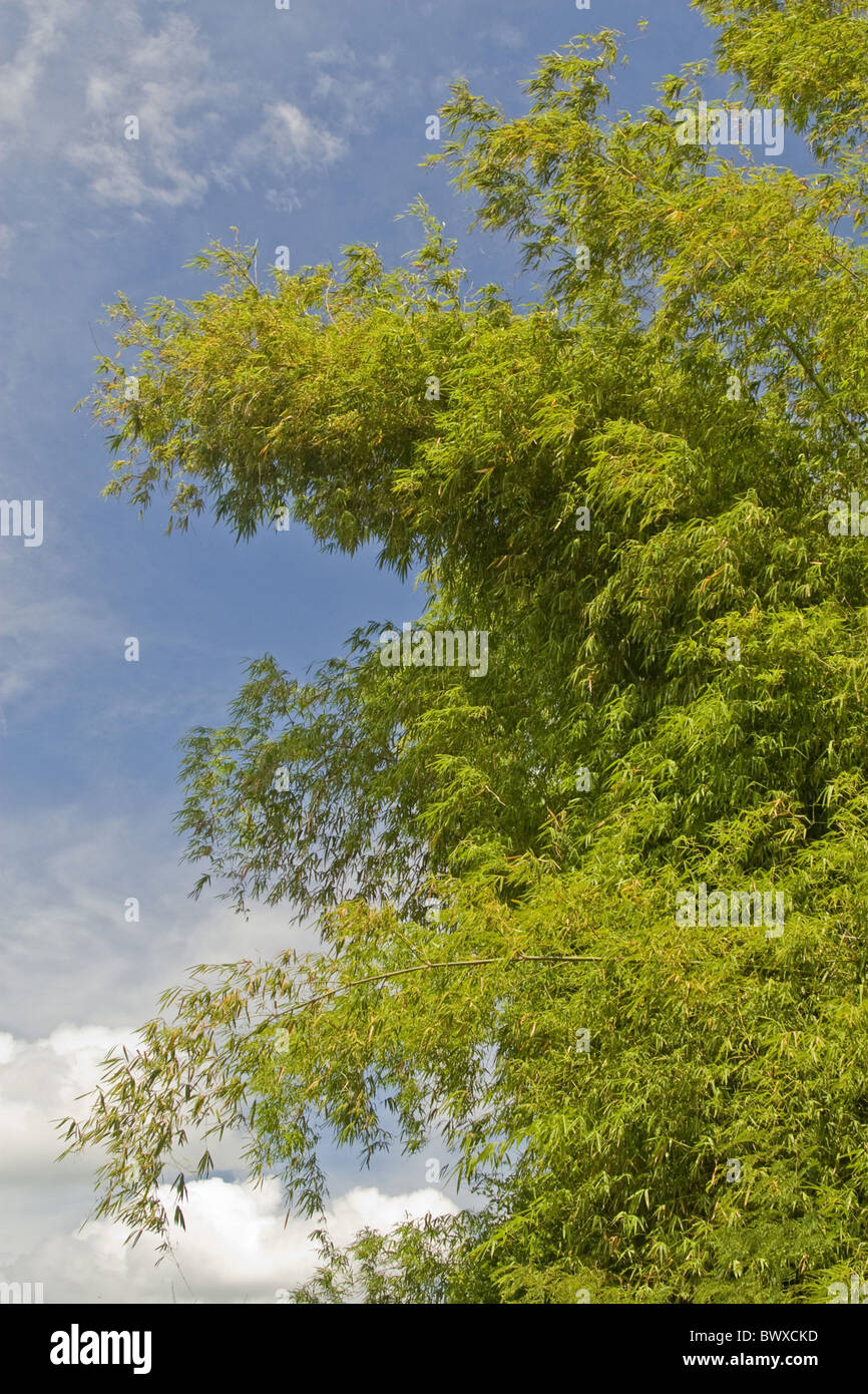 Asia Asian Bamboo Bamboos Bambuseae Bambusoideae Blumeana Clump Blue ...