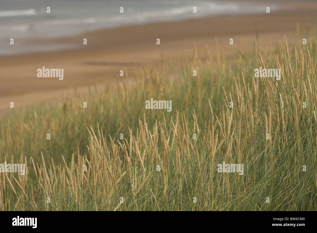 Marram Grass Ammophila arenaria growing coastal Stock Photo - Alamy