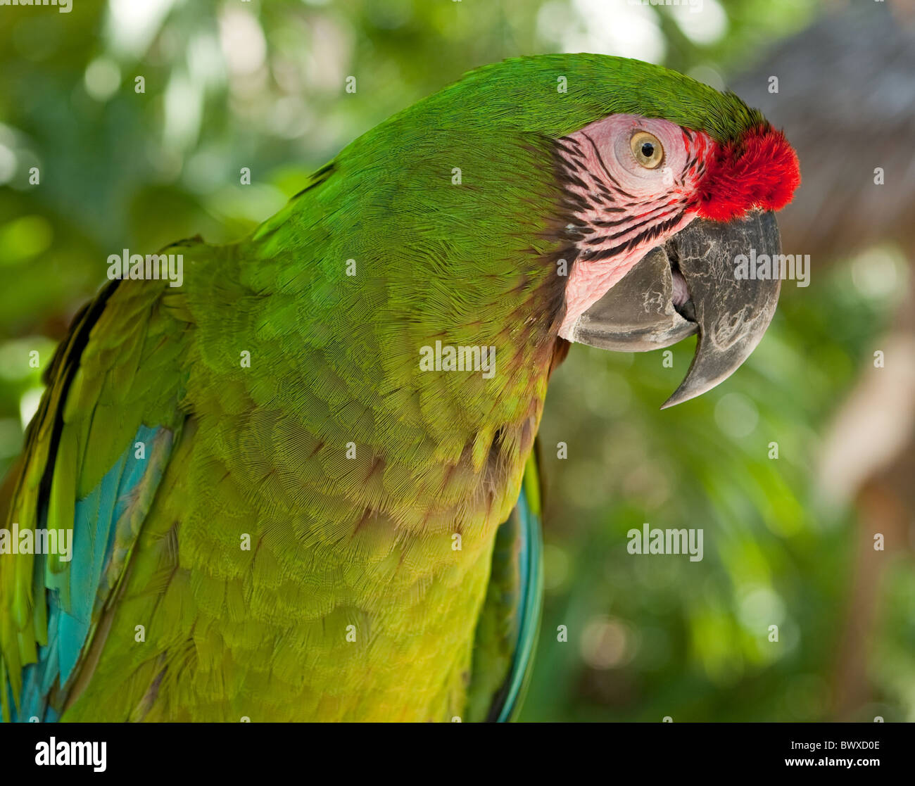 The Great Green Macaw, Ara ambiguus, also known as Buffon's Macaw or ...