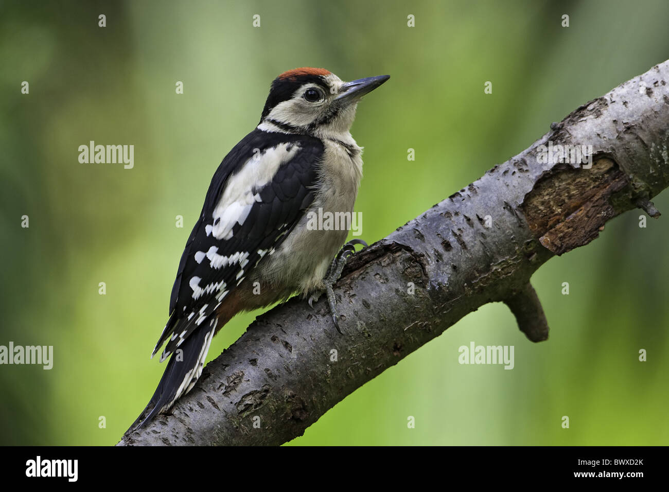 Dendrocopus major uk spring hi-res stock photography and images - Alamy