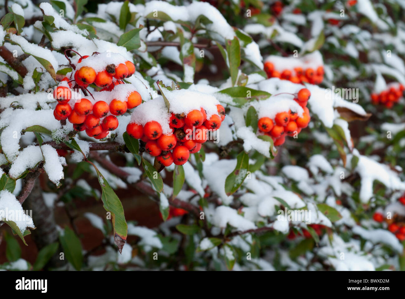 Frozen Snow on Pyracantha (Firethorn) Hedge and Berries Stock Photo - Alamy