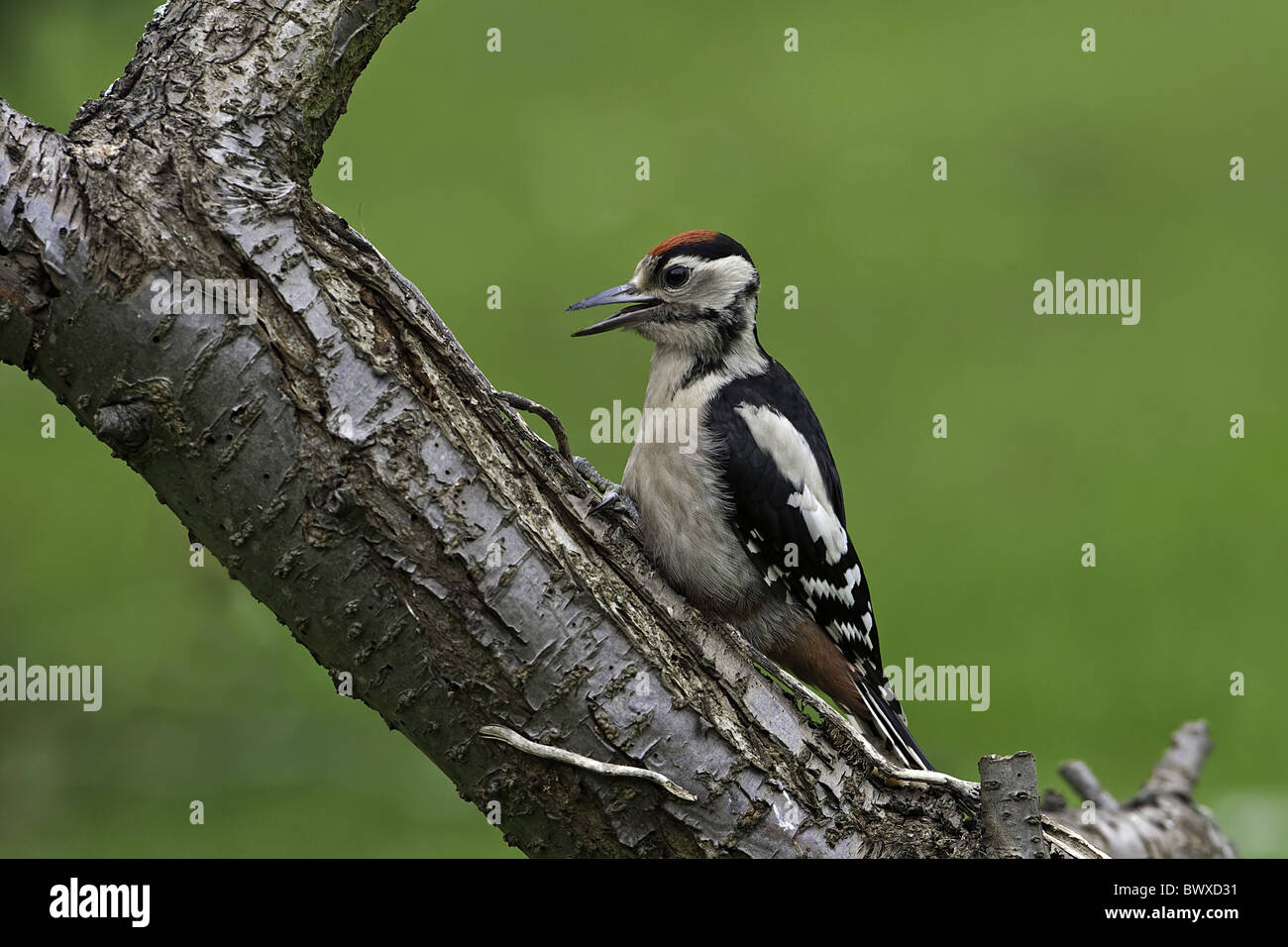 Dendrocopus major uk spring hi-res stock photography and images - Alamy