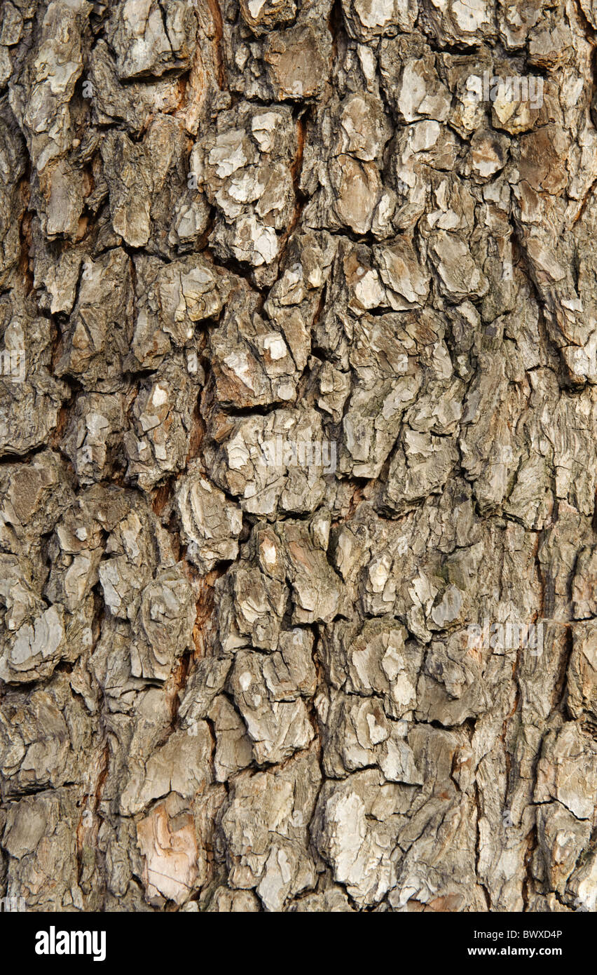 Tree bark texture Stock Photo - Alamy