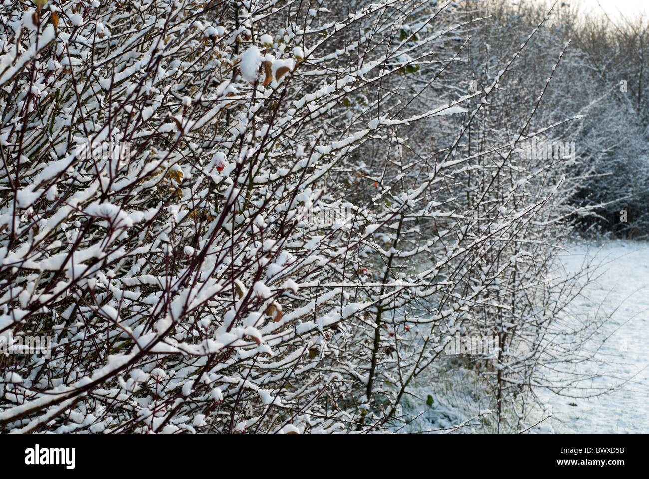 Frozen Hedgerow with Snow, UK Stock Photo - Alamy