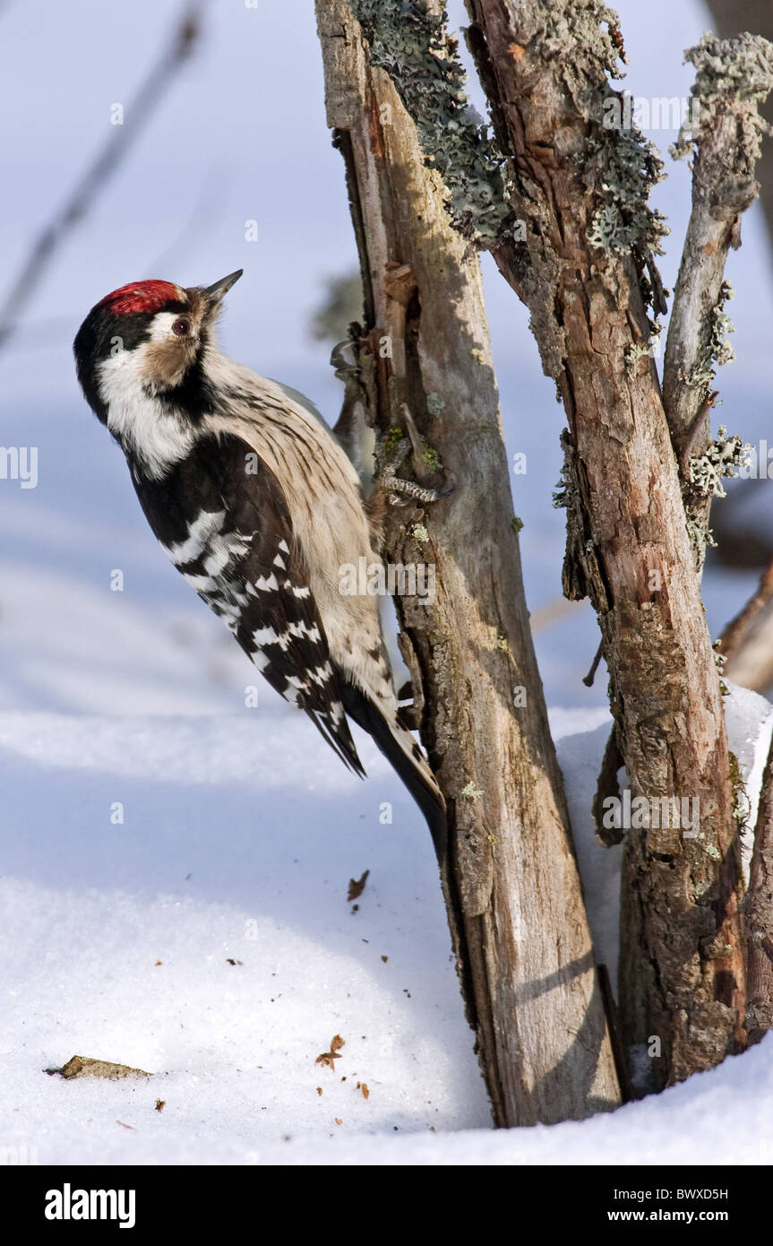 Lesser Spotted Woodpecker (Dendrocopus minor) adult male, foraging ...