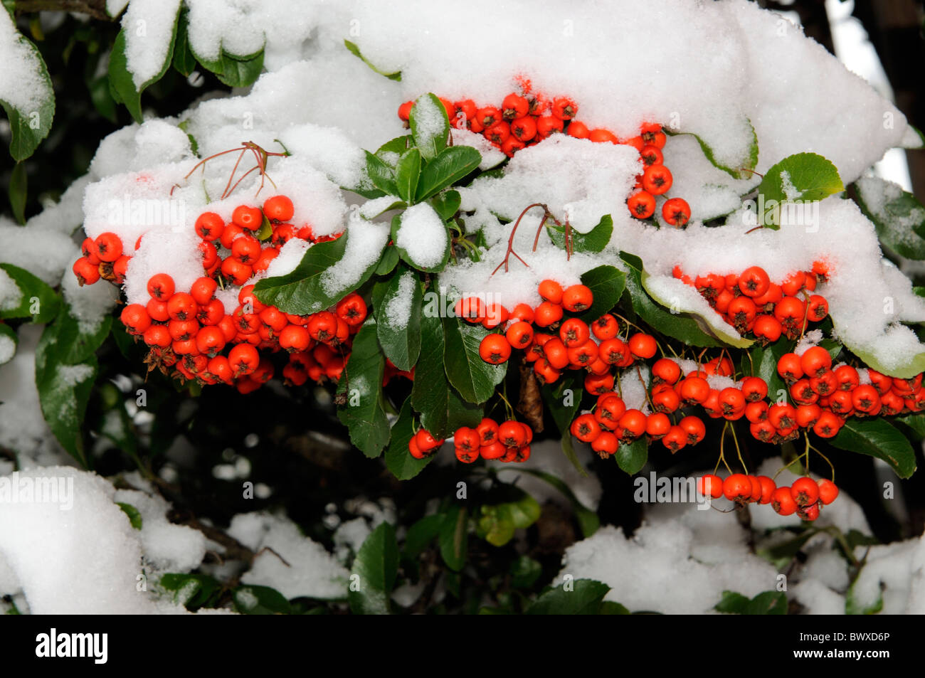 Red berries covered in snow on a Pyracantha Firethorn shrub Stock Photo ...