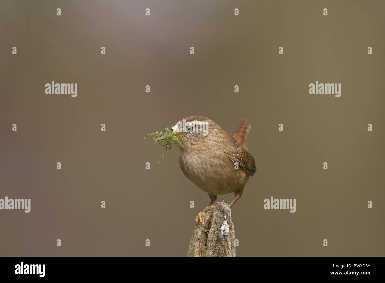 Wren fledgling hi-res stock photography and images - Alamy