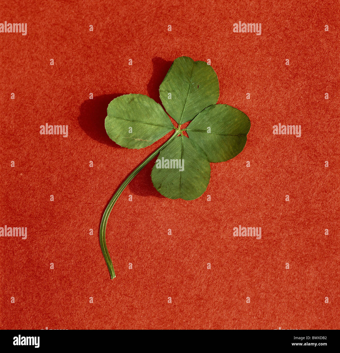 Bringer of luck hi-res stock photography and images - Alamy