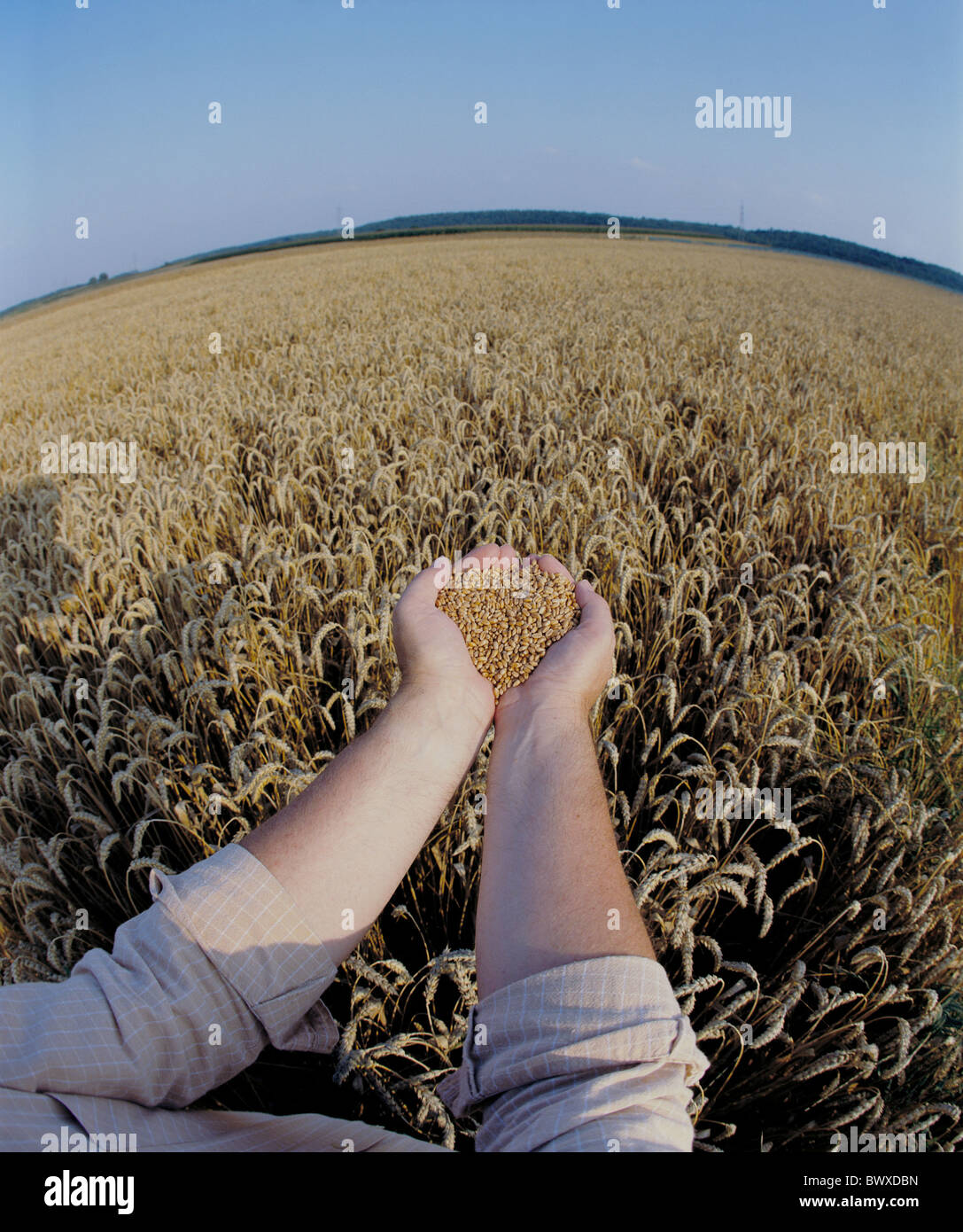 useful plants wheat field surging hands agriculture wheat punch Stock ...