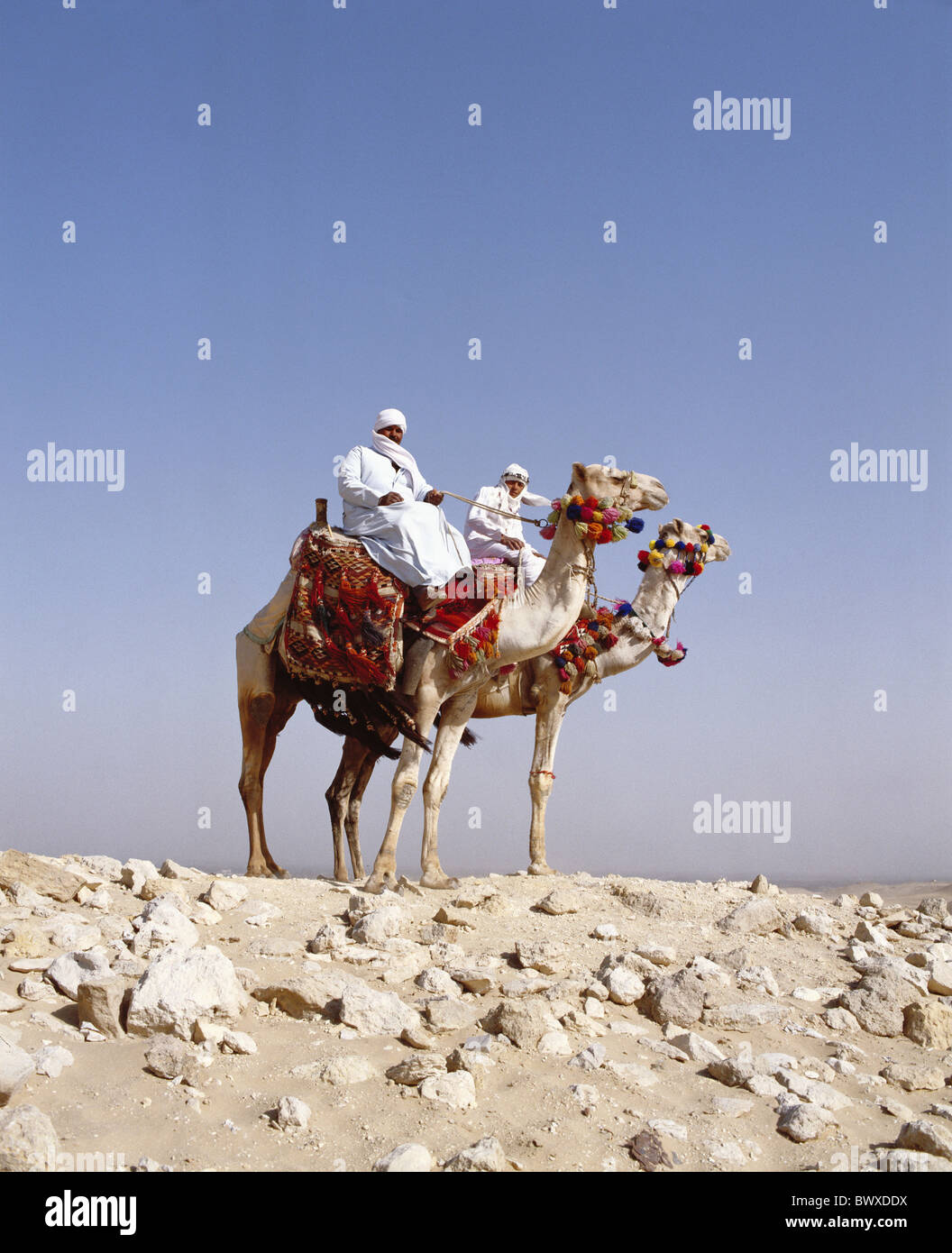 Egypt North Africa decorated stony desert two camel rider camels Stock ...