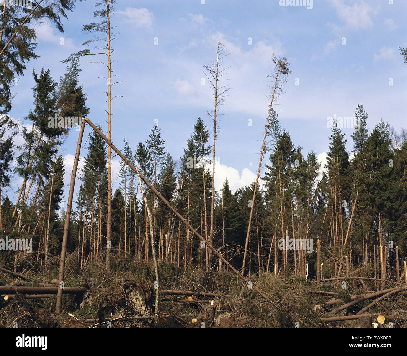 storm damage wood forest trees fallen chaos ground bottom hurricane ...