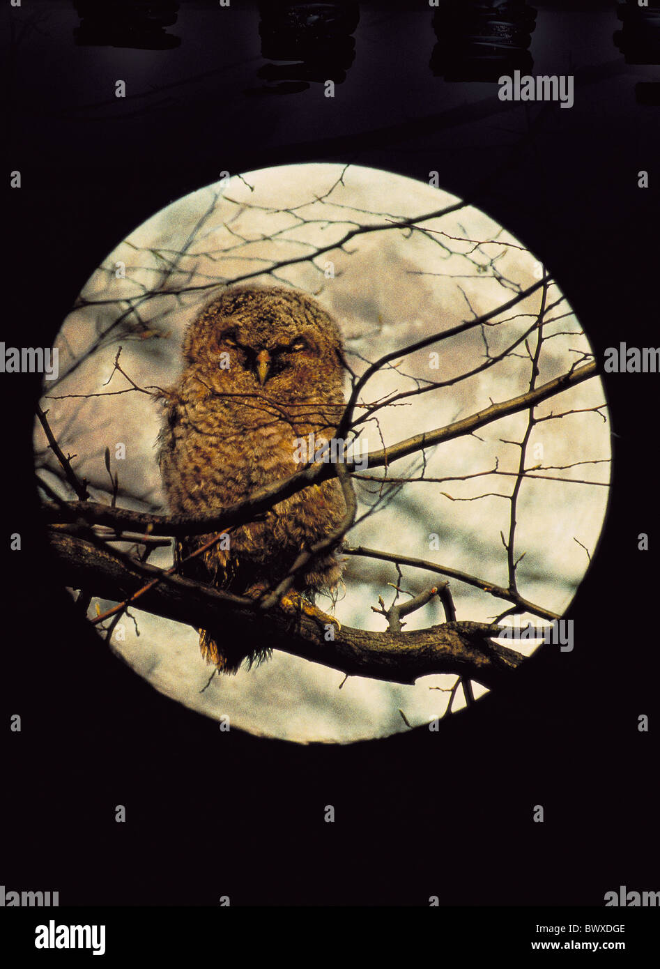owl young owl tawny owl sleeping branch round screen window bird animal ...
