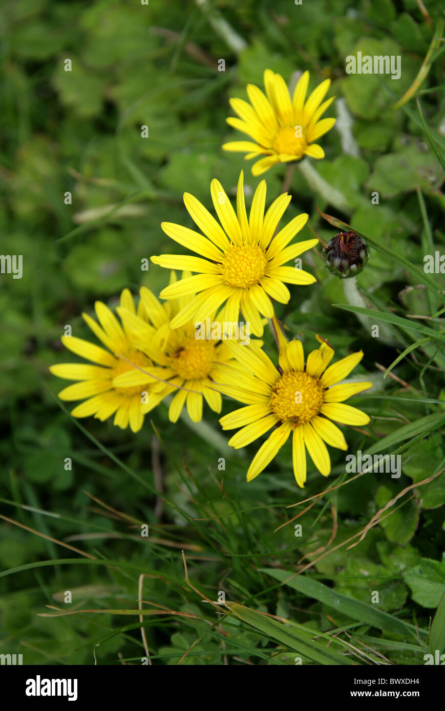 Arctotis flower hi-res stock photography and images - Alamy
