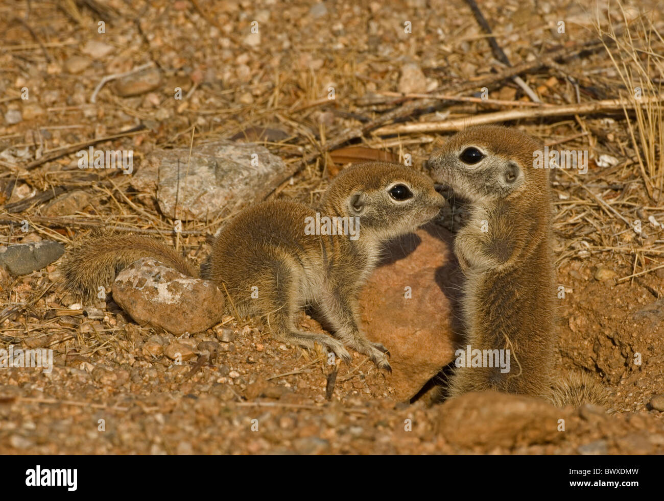 Roundtail Ground Squirrel Young Citellus tereticaudus Arizona Stock ...