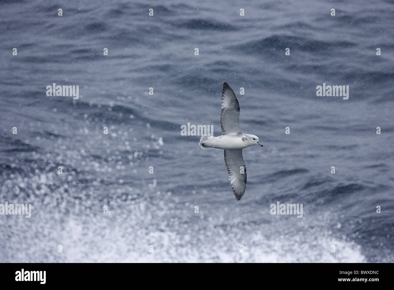 Southern Fulmar (Fulmarus glacialoides) adult, in flight over sea with ...