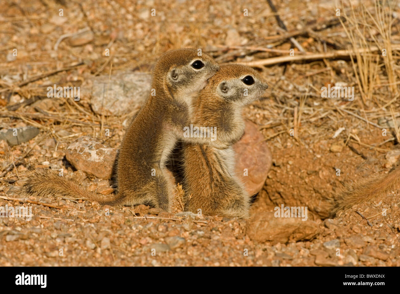 Roundtail Ground Squirrel Young Citellus tereticaudus Arizona Stock ...