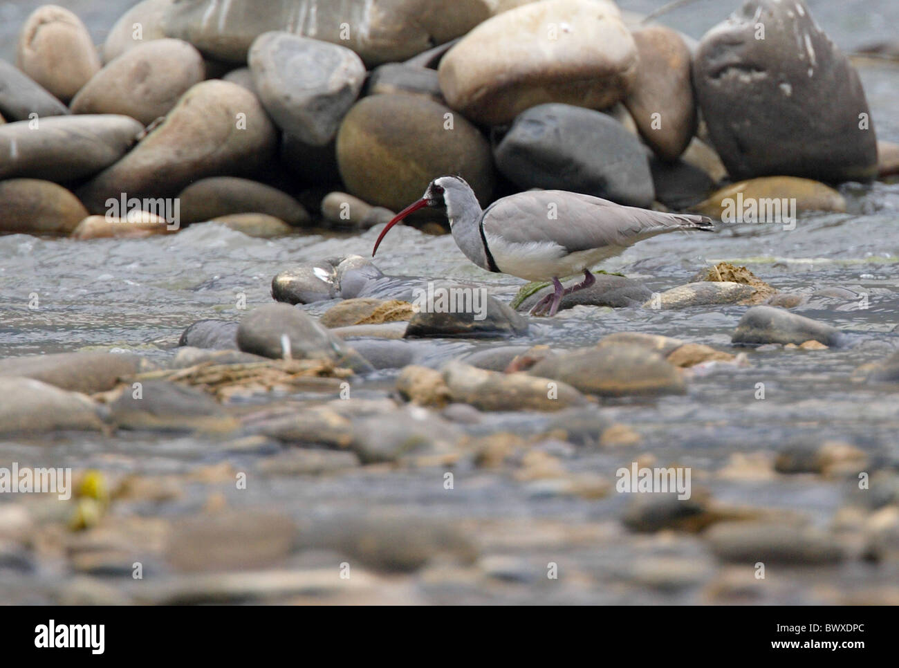Ibisbill (Ibidorhyncha struthersii) adult, feeding, walking on rocks in ...