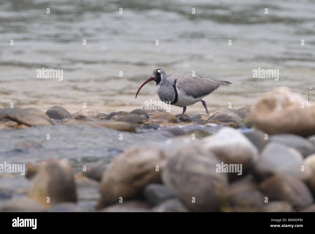 Ibisbills nepal hi-res stock photography and images - Alamy
