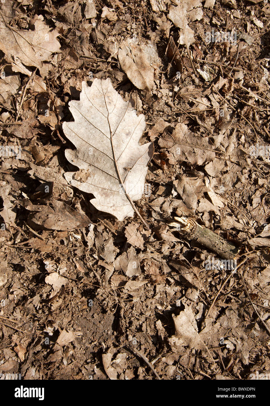 Dry, fallen leaf parts on the forest ground Stock Photo - Alamy