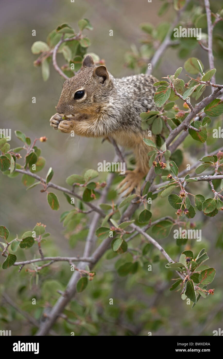 Eats small mammals and rodents hi-res stock photography and images - Alamy