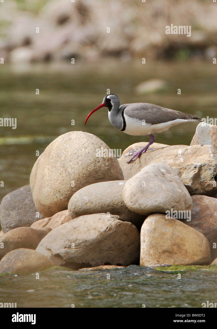 Ibisbill (Ibidorhyncha struthersii) adult, standing on rocks in river ...
