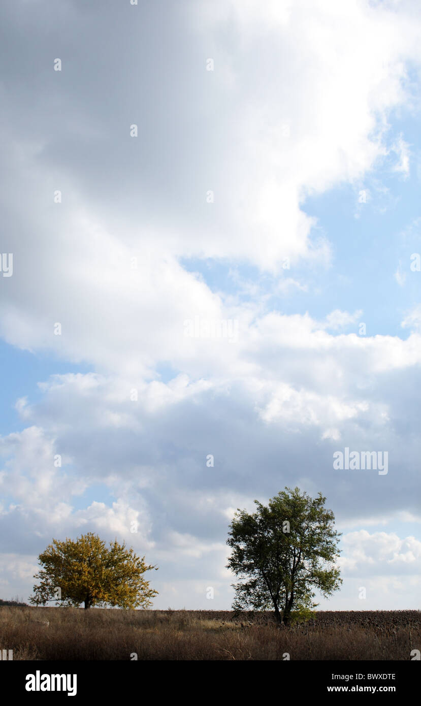 autumn trees on sky with clouds background Stock Photo - Alamy