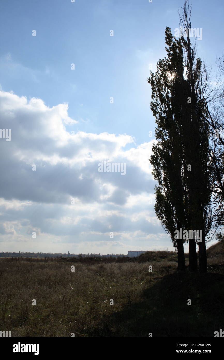 Lombardy poplars hi-res stock photography and images - Alamy