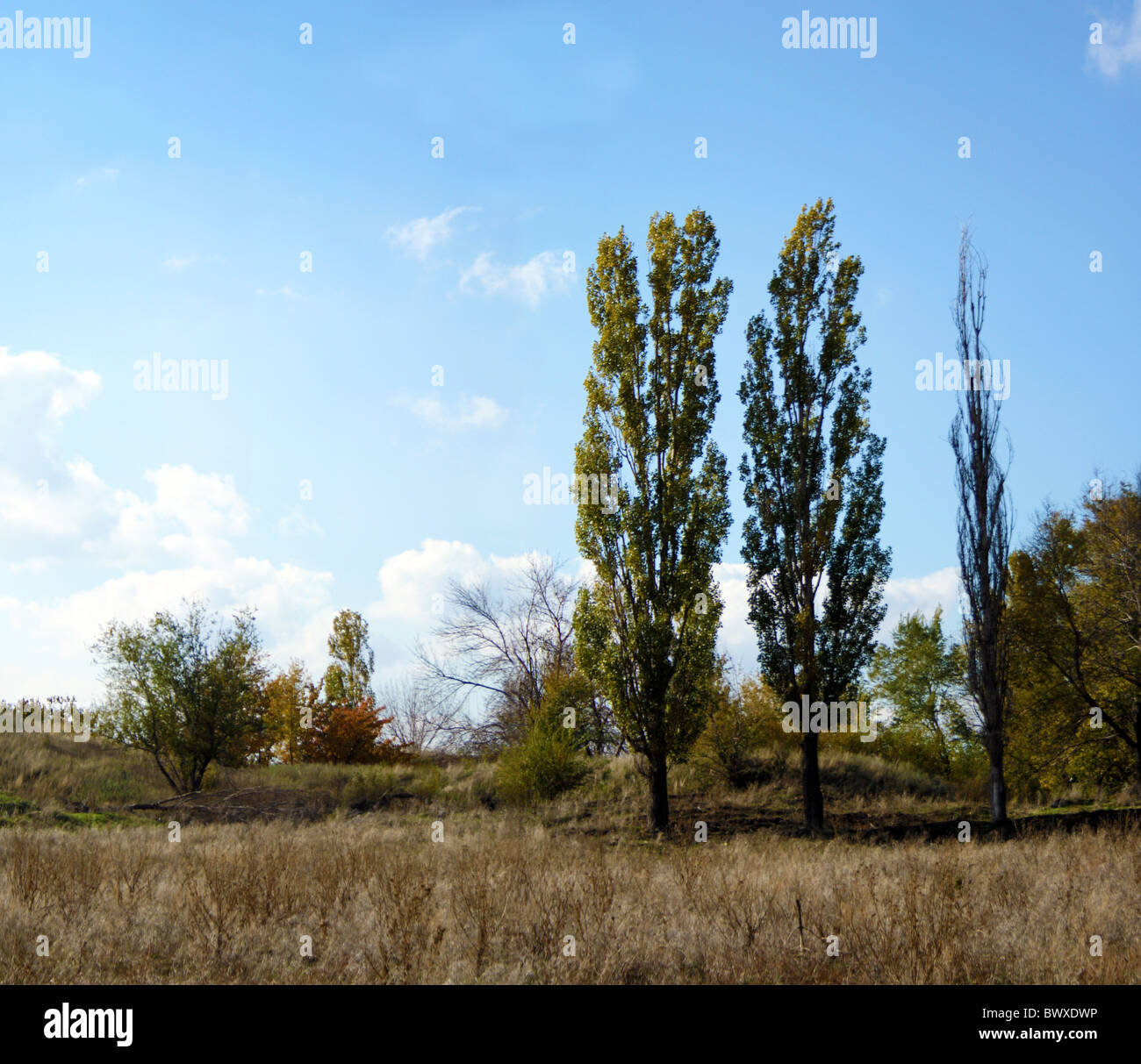 Lombardy poplars hi-res stock photography and images - Alamy