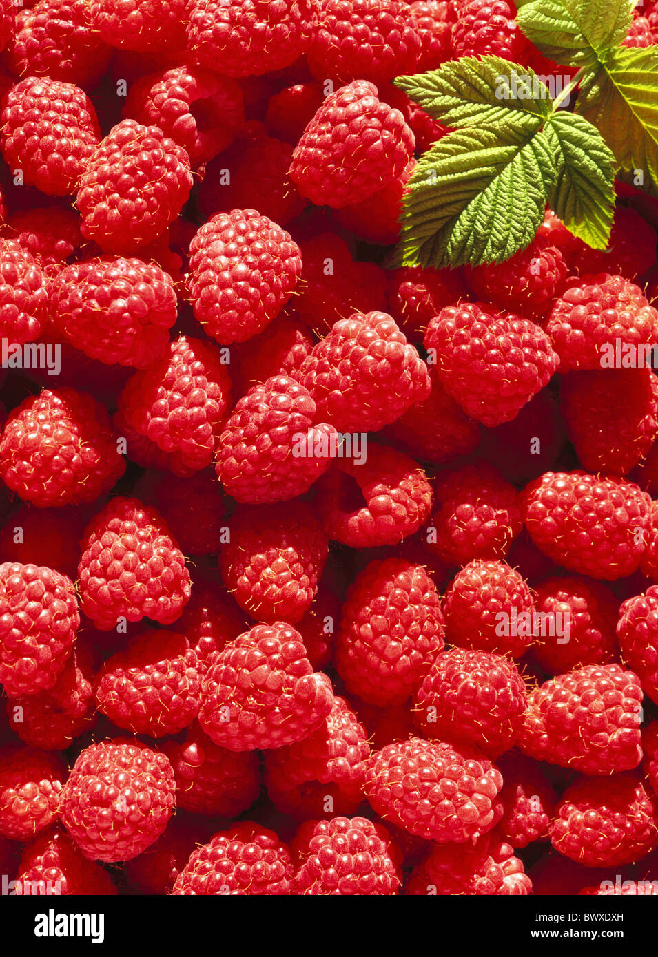 berries format-filling fruits raspberries food eating Stock Photo - Alamy