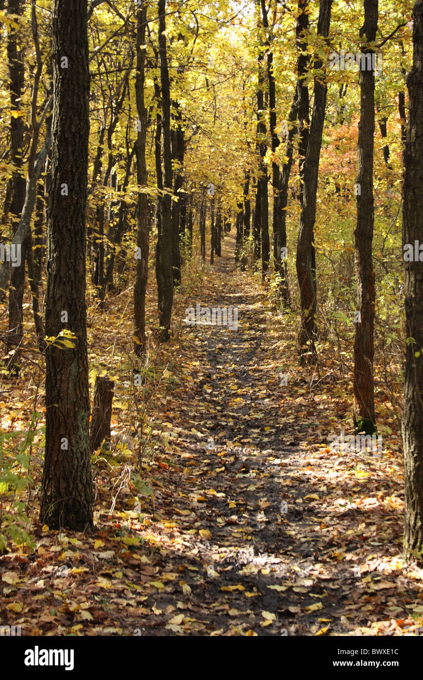 Autumn Pathway in a forest Stock Photo - Alamy