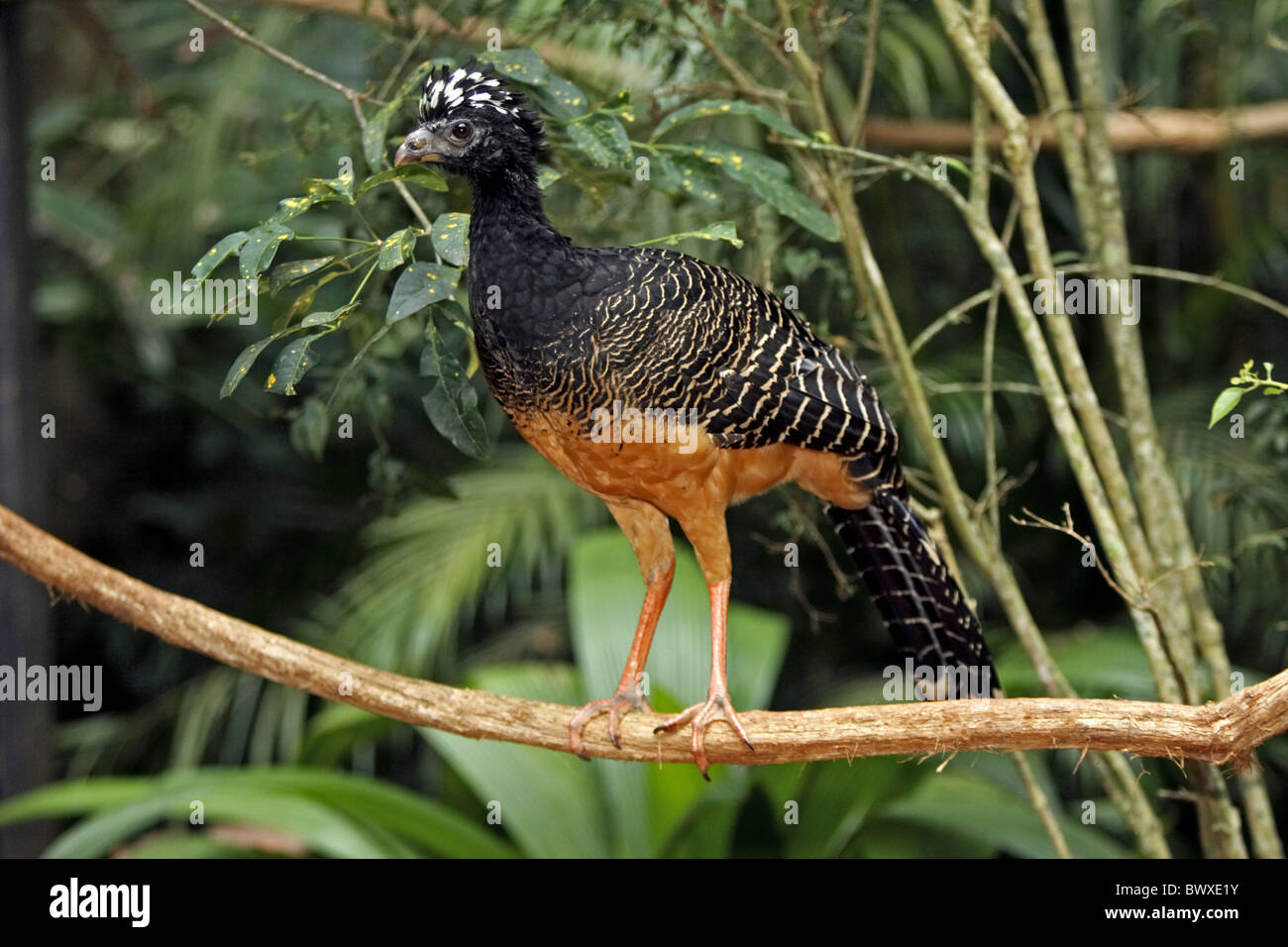 Bare-faced Curassow (Crax fasciolata) adult female, perched on branch ...