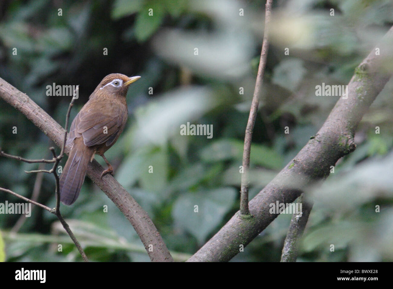 Himalayan thrushes hi-res stock photography and images - Alamy