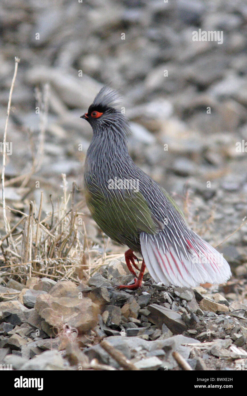 Blood pheasant ithaginis cruentus hi-res stock photography and images ...