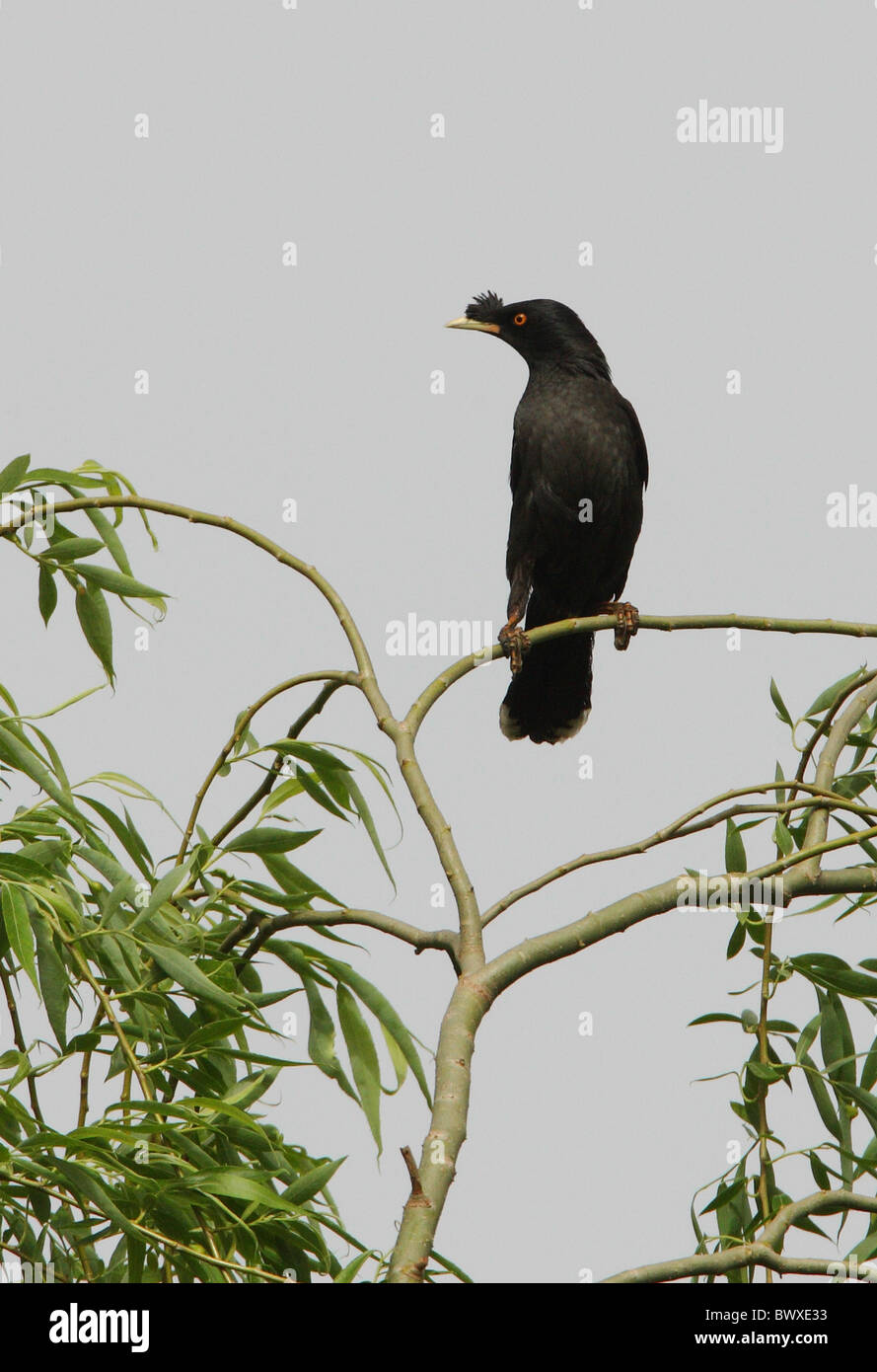 Crested myna birds hi-res stock photography and images - Alamy