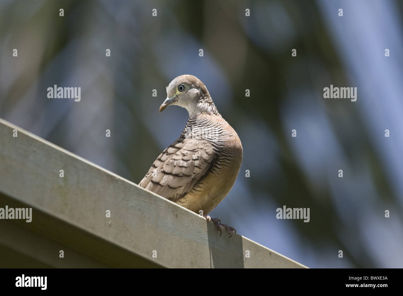 Zebra Dove (Geopelia striata) adult, perched on house roof, Palawan ...