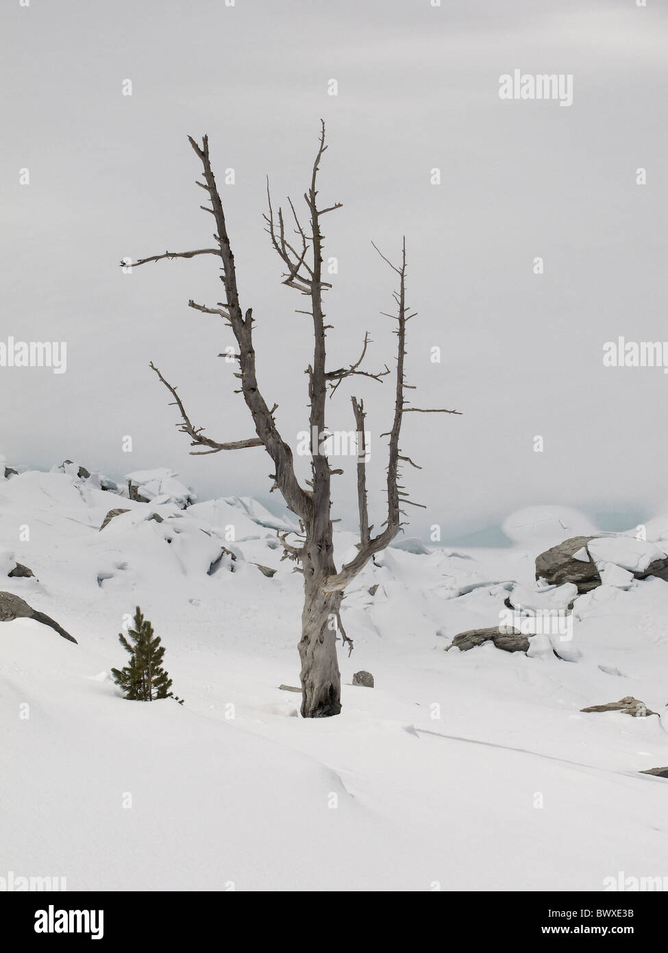 A dead tree on the banks of the frozen Lac de Cleuson, Switzerland ...
