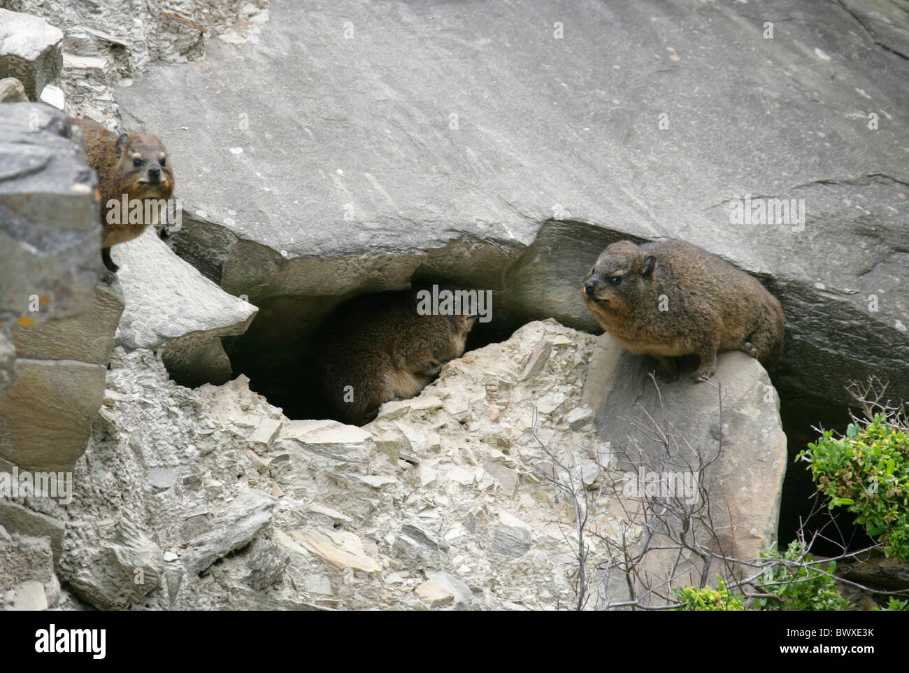 Rock Hyrax or Dassies, Procavia capensis, Procaviidae. Tsitsikamma ...